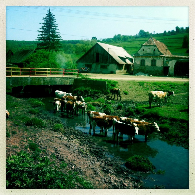 Biking in Romania: Sighișoara-Biertan - Lively Romania